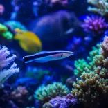 Cleaner fish in the saltwater aquarium | Aquadecor LLC