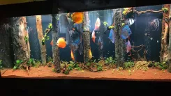 How to choose a background for aquarium | Aquadecor LLC